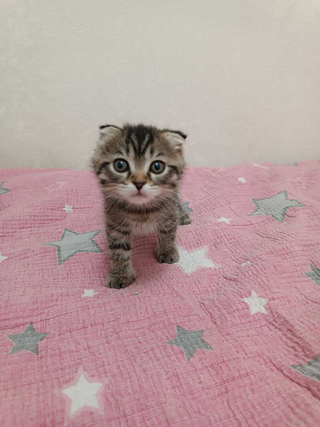 Котята скоттиш фолд