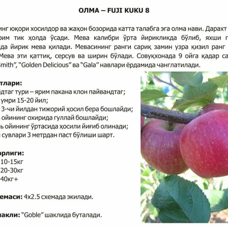 Barcha turdagi mevali kuchatlar kogolatlangan sortlari