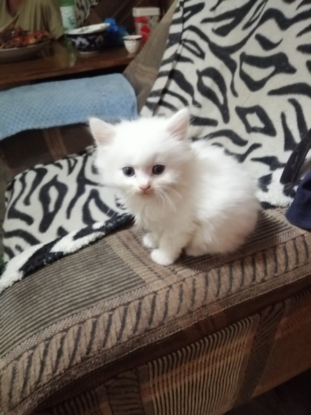 Продаётся котёнок