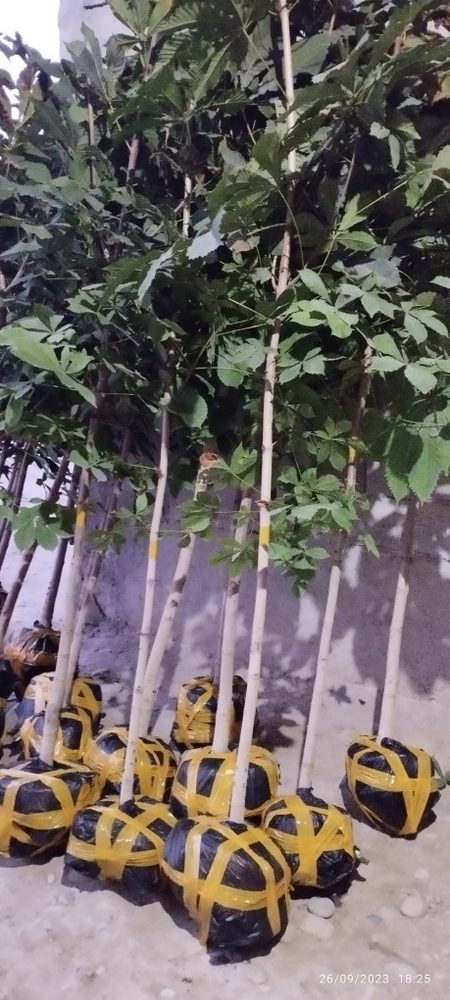 Kashtan koʻchatlari sotiladi