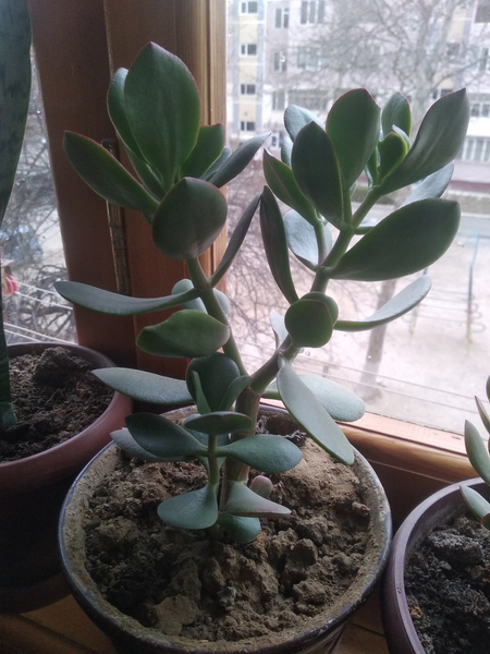 Денежное дерево,вечно зеленое