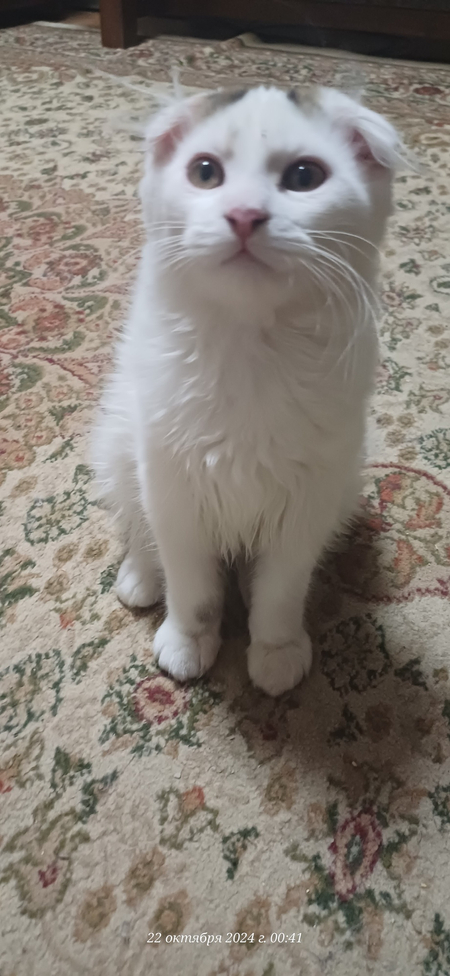 Котята вислоухие , мальчик и две белые девочки