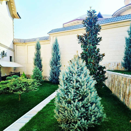Gazon ekish xizmati