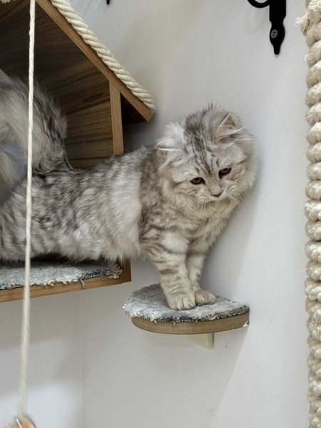 Шотландская шиншилла (девочка 5мес), Скотиш страйт леопард (мальчик 4)