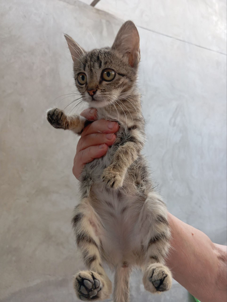 Отдам бесплатно котят в добрые руки