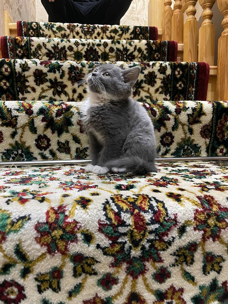 Британский кошка