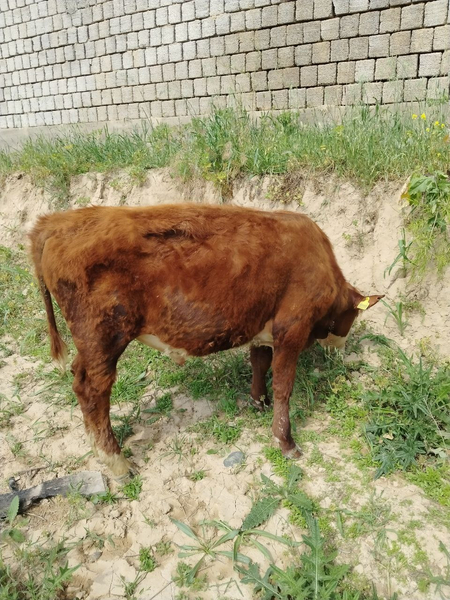 Siminta girfort buqa sotildi