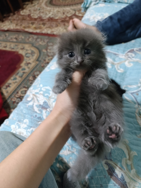 Скоттиш фулд и страйт
