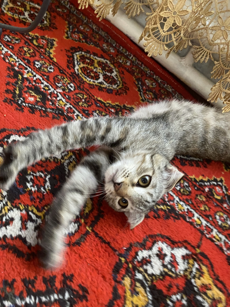 котенок скоттиш страйт мама фолд папа страйт очень умная игривая