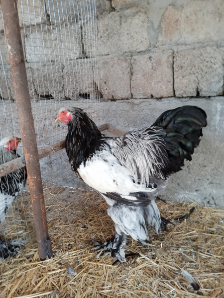 Zotdor Xo\\\'roz Tovuqlar arzon narxda