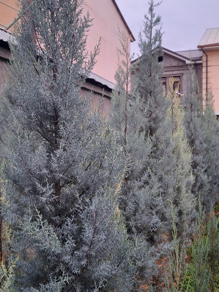 Arizonskiy kiparis italyaniskiy