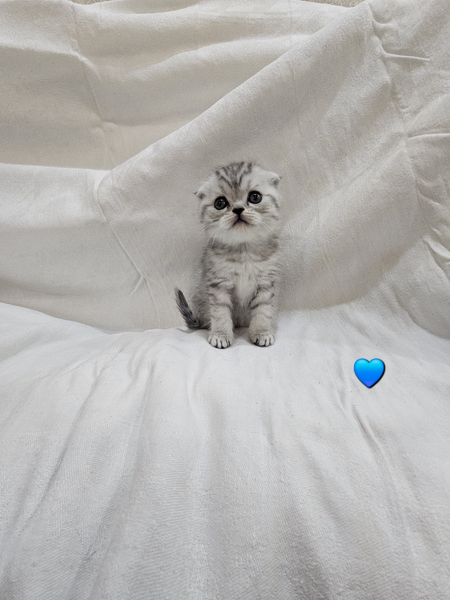 Мальчик Скотиш Фолд