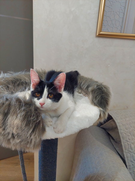 Котёнок девочка. Очень ласковая