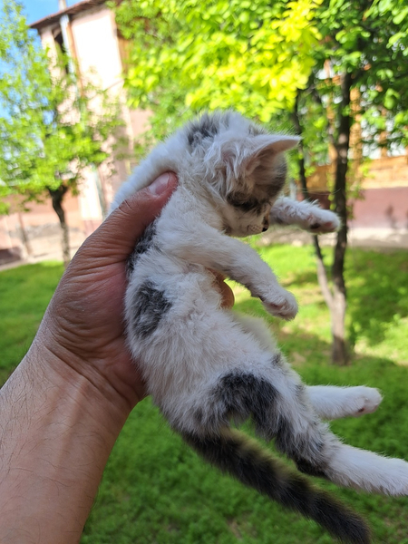 Котёнок 40 дневный