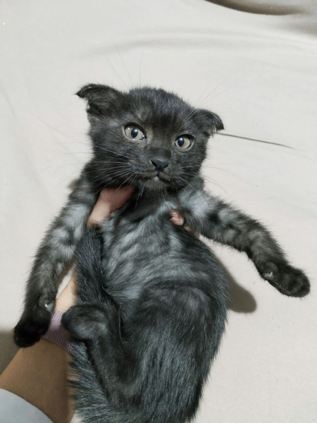 Кошечка девочка.