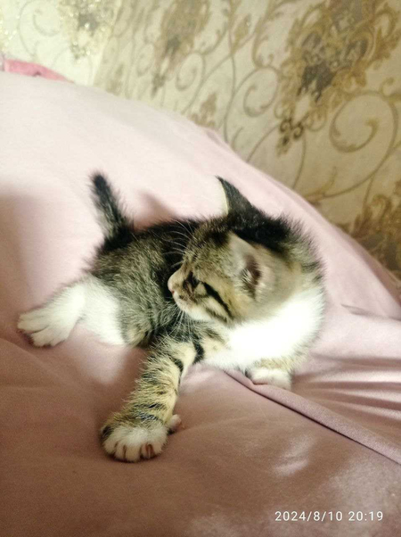 Отдаём котят в добрые руки. 5 мальчикок. г.Джизак Микрорайон 3/1