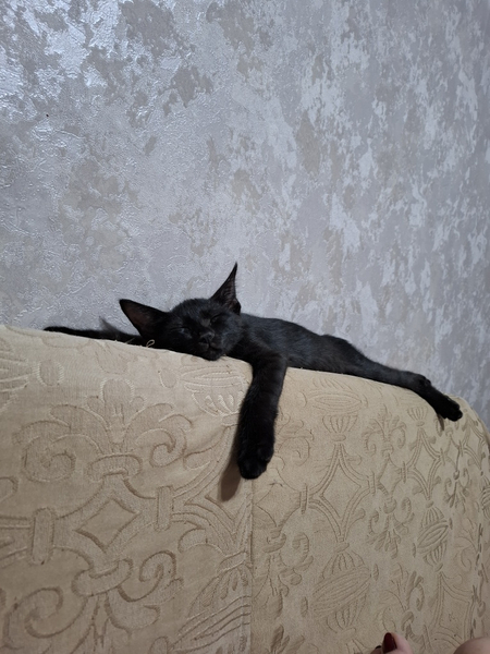 Котёнок черный принц!