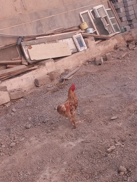 Xuroz brama huroz