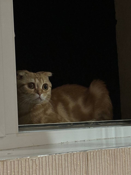 Scottish fold mushuk