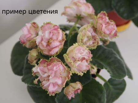 Фиалки сортовые, детки