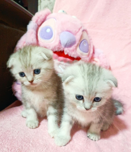 Котята серебристой шиншиллы