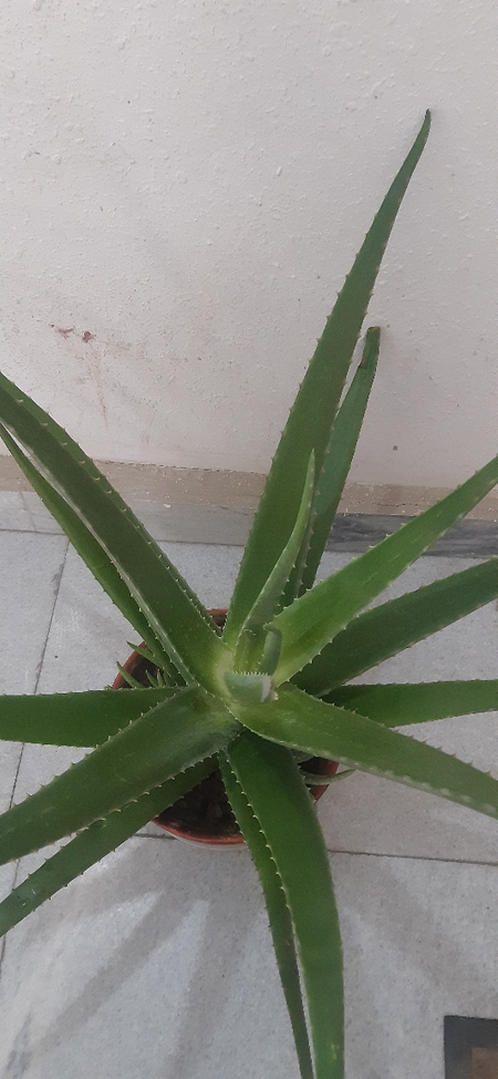 Aloe vera лечебные