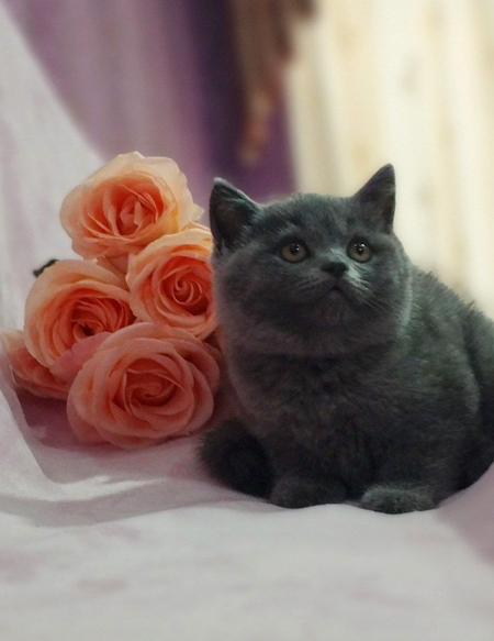 Кошка, пародистый кошки, скоттиш фолд, british blue, shinshila