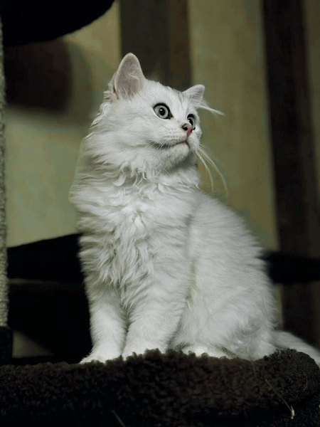 Котёнок британец