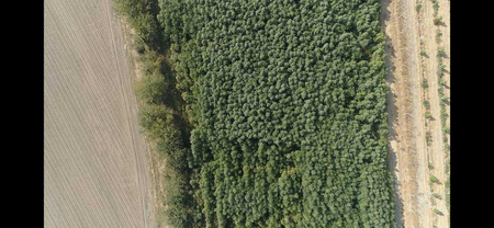 Создание и консультация Плантаций из Павловнии