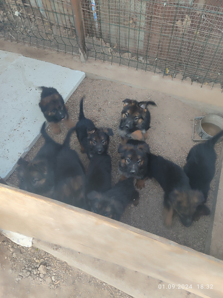 Продаются клубные щенки немецкой овчарки