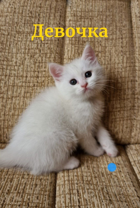 Продаётся котята Скотиш фолд и Скотиш Страйт