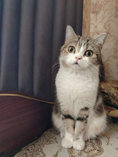 Продам котят в хорошие руки.