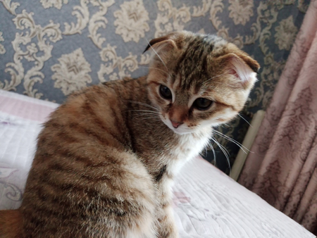 Продается Вислоухая кошка