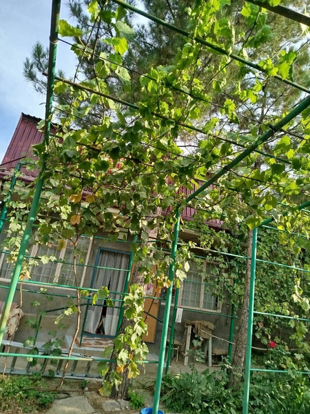 Dala hovli, daca qibrayda