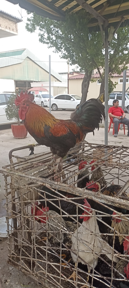 Horoz tovuq parrandalar