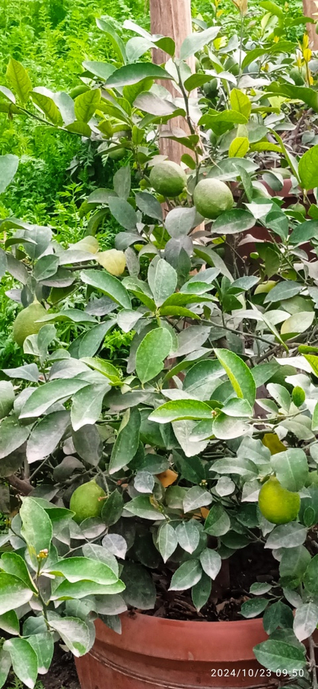 Limon daraxti 3yillik