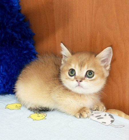 Продаю британских золотых котят