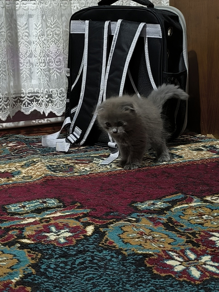 Scottish Fold qizaloq