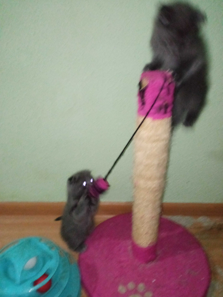 Котята скоттиш фолдики готовы к переезду