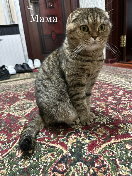 Продаются вислоухие котята