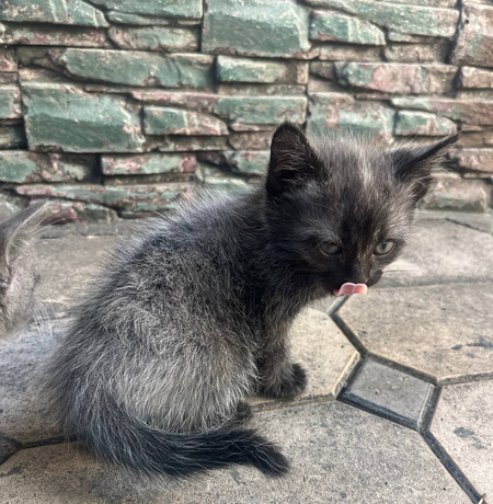 Продаются котята