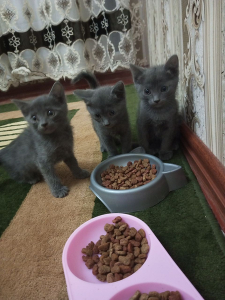 2 oyli mushugchalar