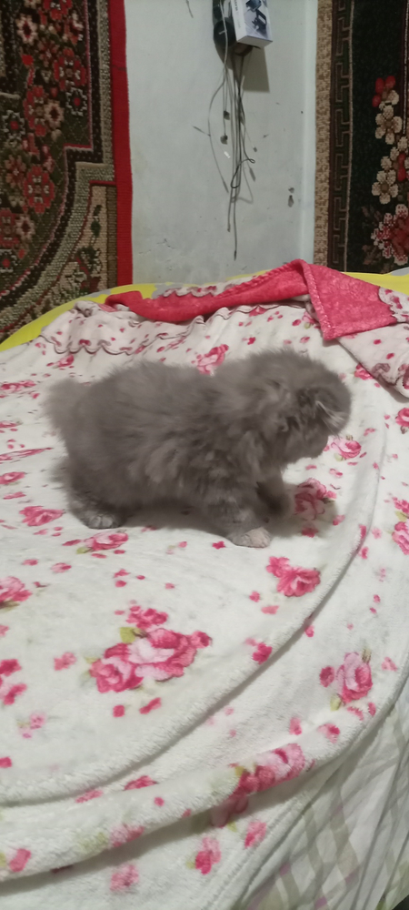 Продам Породистого котёнка девочку 1,5 месяца.