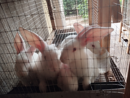 Куйон quyon заец hikol