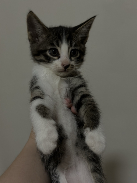 Котята бесплатно в хорошие руки (можем сами доставить)
