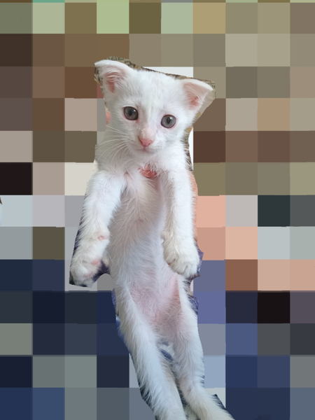 Котята от вислоухой кошки