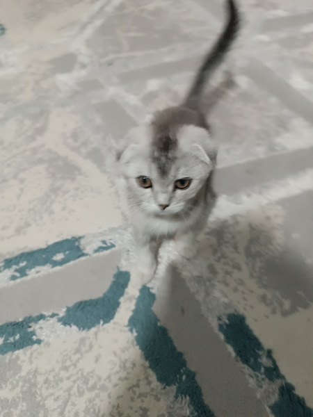 Продаётся кошечка серебристая шиншила