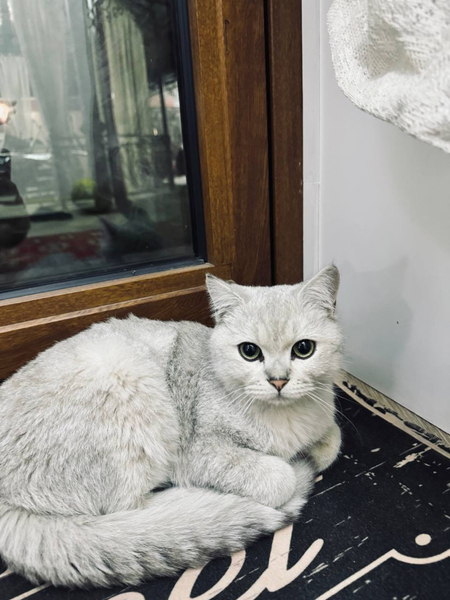 Кошка продаеттся