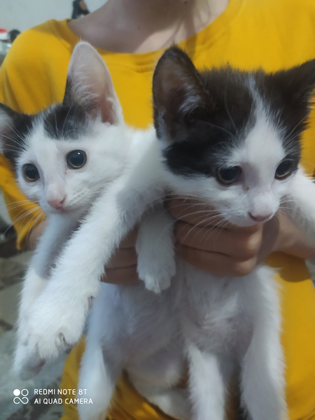 Mushukchalar qiz bola котята девочки