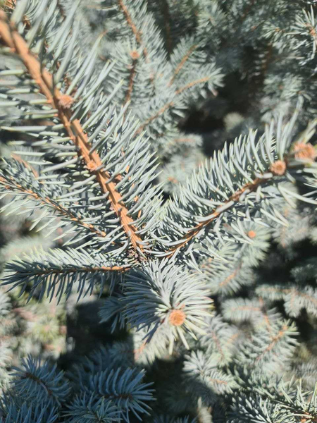 Голубые ели, Picea pungens glauca Glabosa